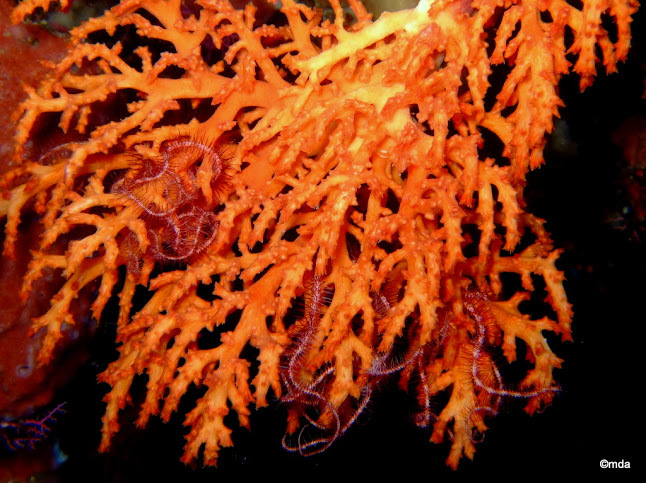 Ophiothrix exigua Lyman, 1874