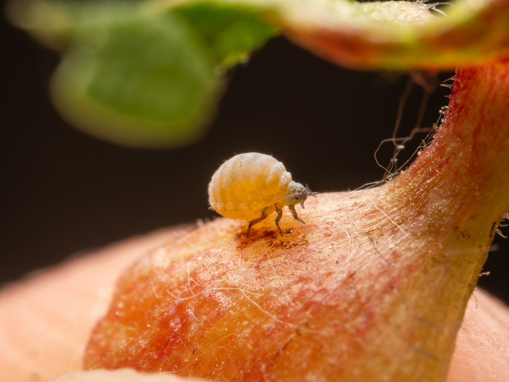 Oriental Grass Root Aphid from 中国北京市海淀区 on April 26, 2024 at 12:45 PM ...