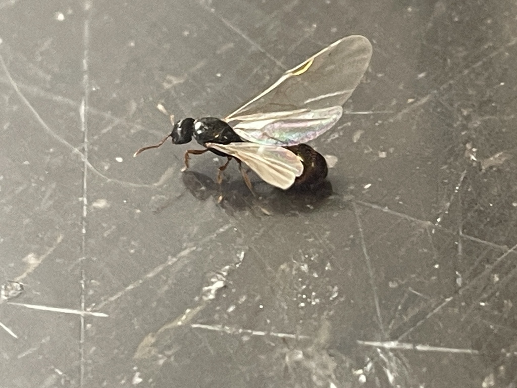 Immigrant Pavement Ant from State Police Dr E, Ewing, NJ, US on April ...