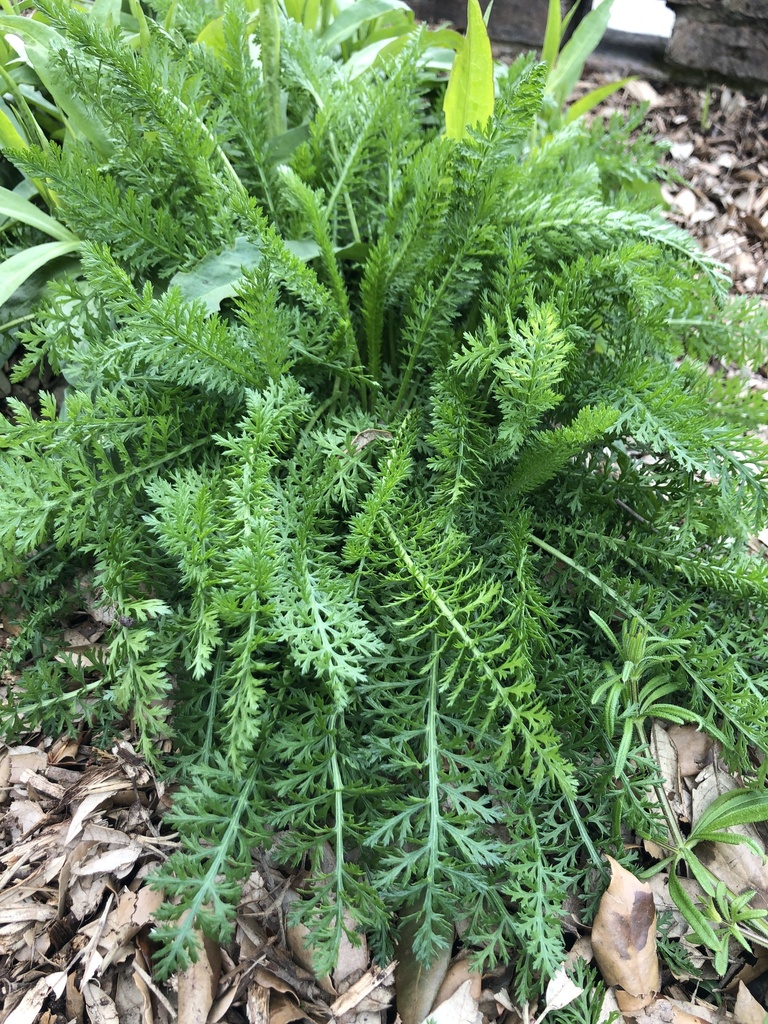 common yarrow from Priestley House, York, England, GB on April 26, 2024 ...