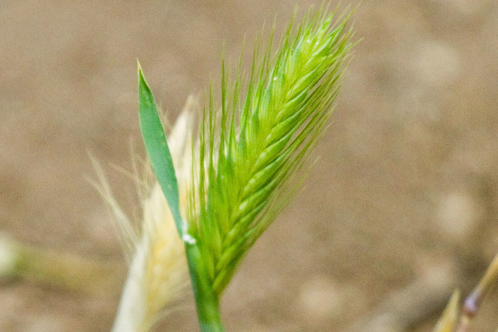(Triticeae) - Botanical Realm