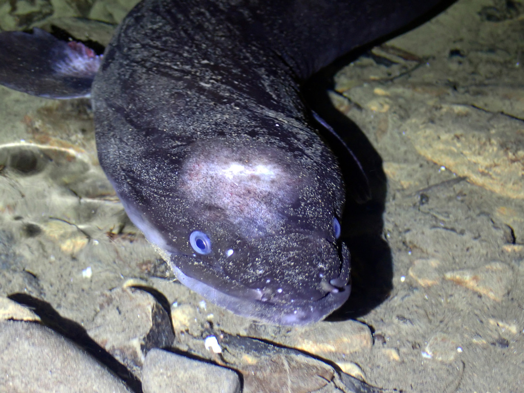 New Zealand Longfin Eel in April 2024 by Jean Roger · iNaturalist