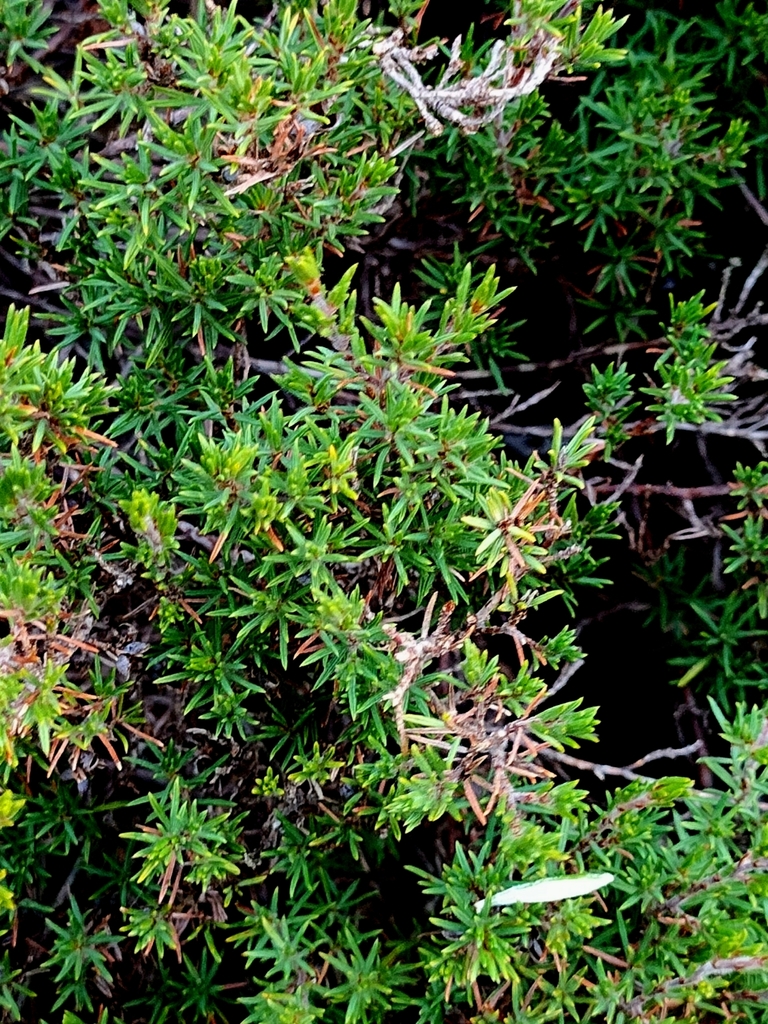 Slender Bush Pea from Portsea VIC 3944, Australia on April 25, 2024 at ...