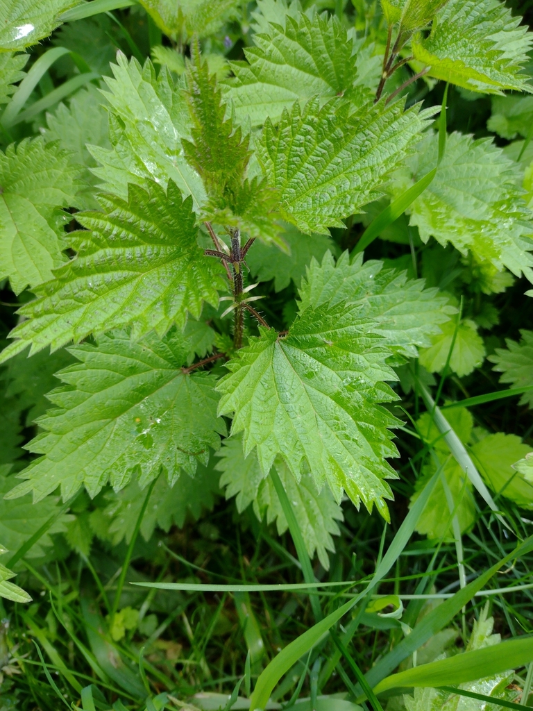 great stinging nettle from Ashton, Chester CH3, UK on April 26, 2024 at ...