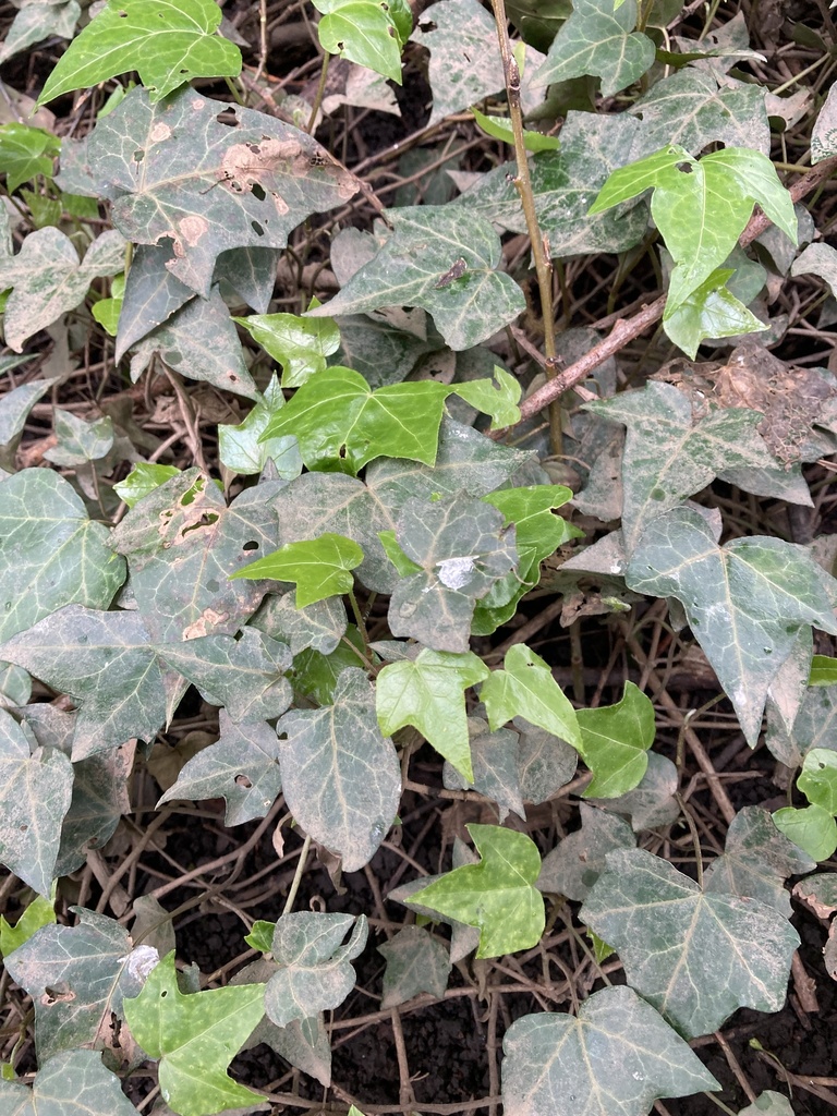 common ivy from Rowntree Park, York, England, GB on April 26, 2024 at ...