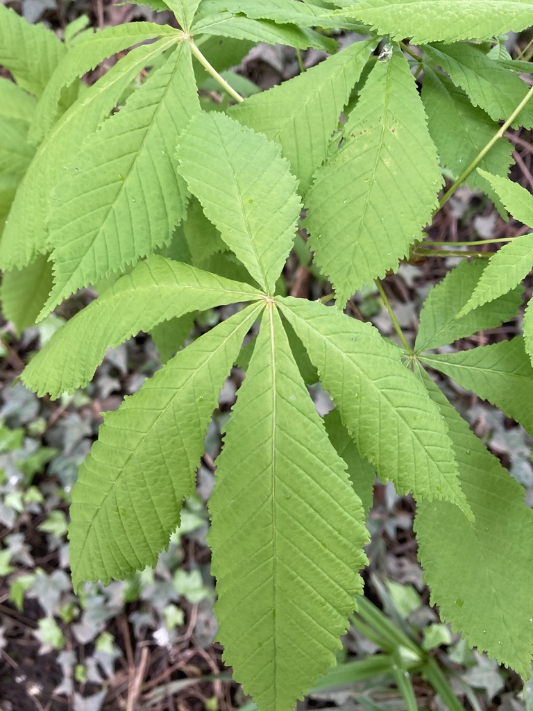 horse-chestnut from Rowntree Park, York, England, GB on April 26, 2024 ...