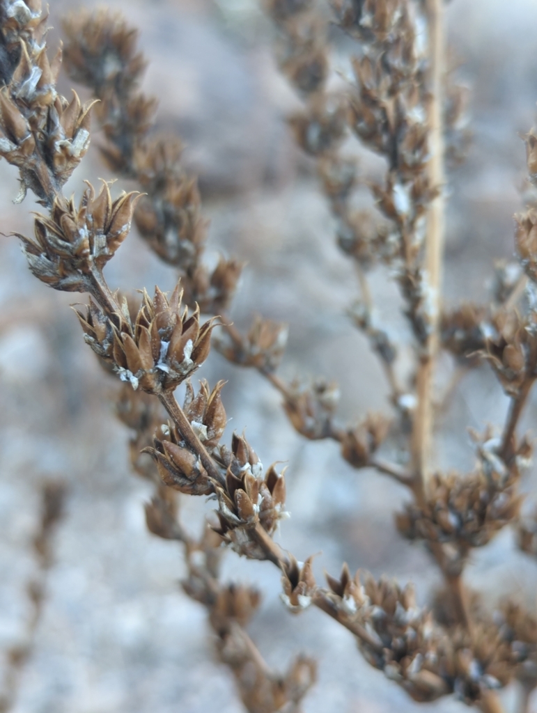 Texas False Agave from Big Bend National Park, Brewster County, US-TX ...