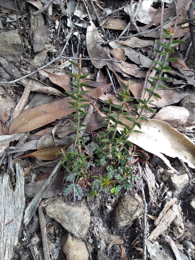 Spike Wattle from Bellfield VIC 3381, Australia on September 16, 2020 ...