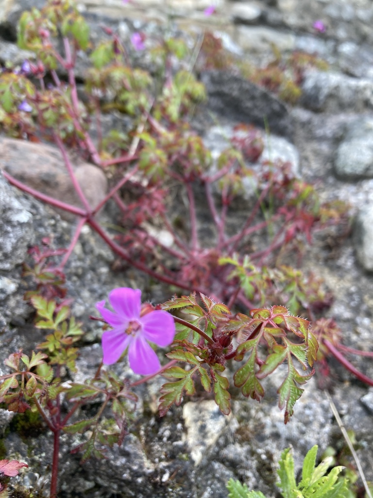 Ruberta from Museum St, York, England, GB on April 26, 2024 at 01:07 PM ...