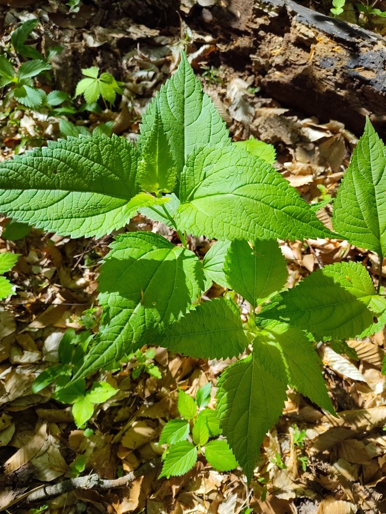 false nettle from Iroquois Park, Louisville, KY, USA on April 26, 2024 ...