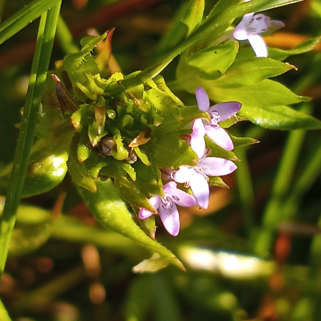 Field madder from Sudlersville, MD 21668, USA on April 26, 2024 at 08: ...