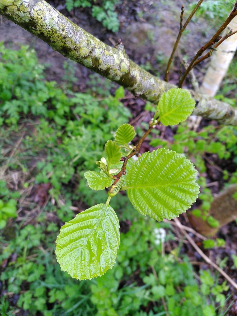 common alder from York YO31 8TA, UK on April 26, 2024 at 03:04 PM by ...