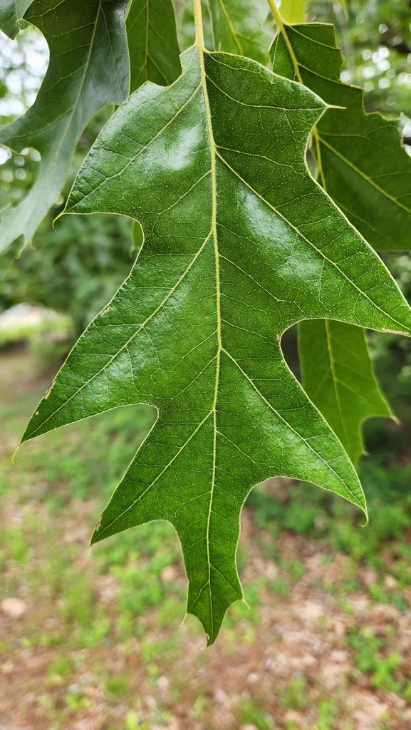 cherrybark oak from West Markham, Little Rock, AR, USA on April 26 ...
