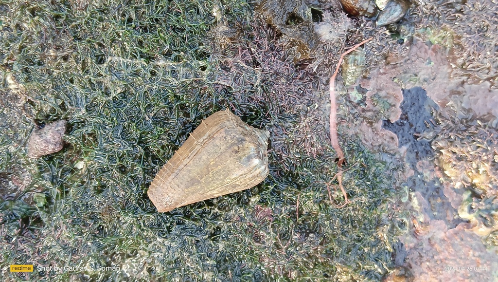 Bilious Cone from Priyadarshini Park, Nepean Sea Rd, Malabar Hill ...