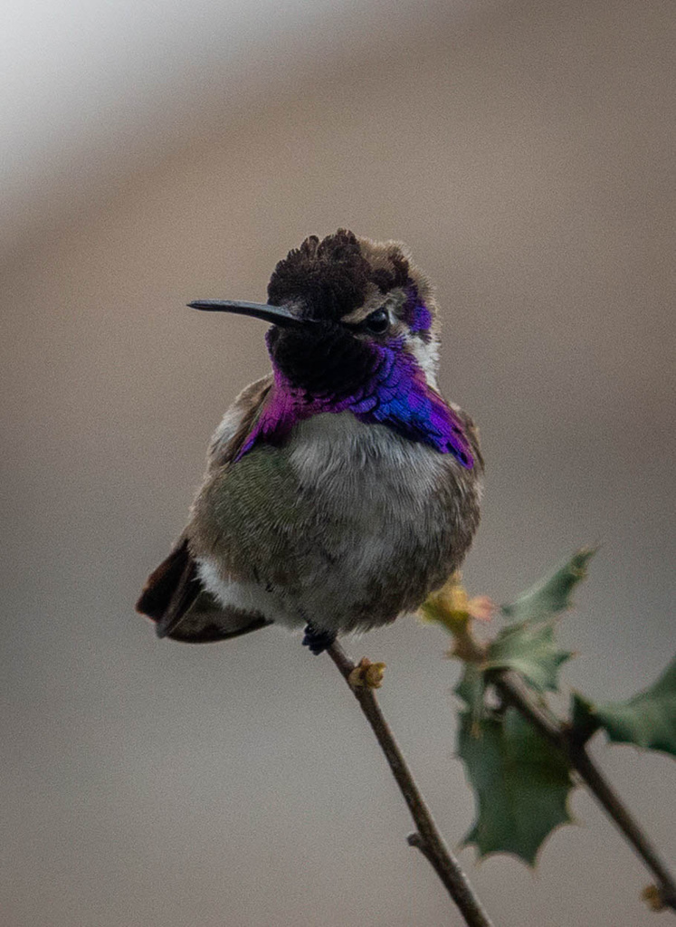 Costa's Hummingbird from Jurupa Valley, CA, US on April 25, 2024 at 10: ...
