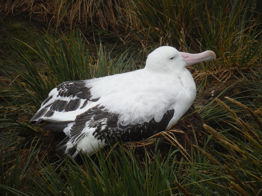 Snowy Albatross in January 2014 by David J Barton · iNaturalist