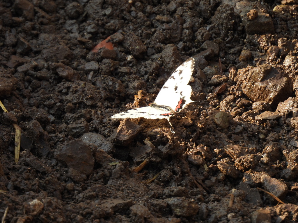 Dragon Swallowtail from Zhangwang Road, Jinan, Shandong, CN on August ...