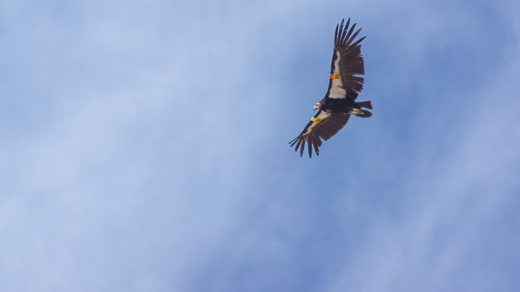 California Condor from 22913 B.C., México on April 7, 2024 at 12:27 PM ...
