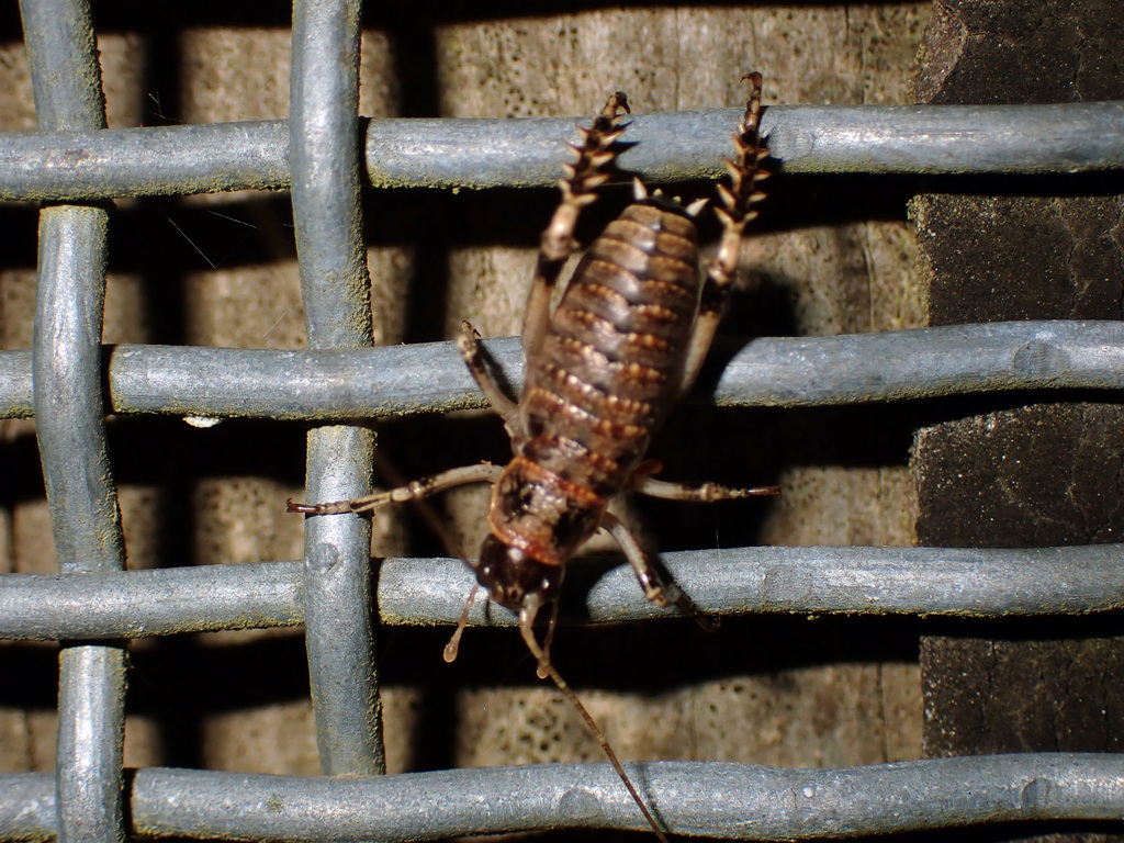 Cook Strait Giant Weta in April 2024 by Jean Roger · iNaturalist