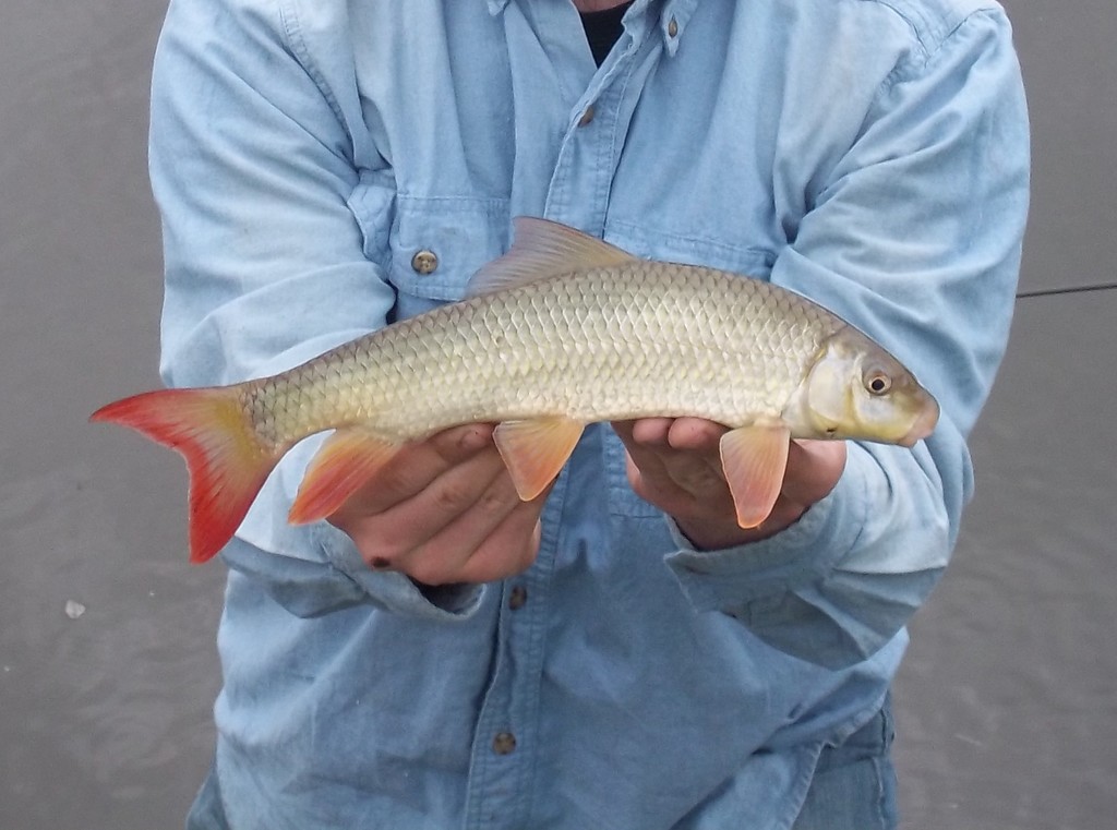 Shorthead Redhorse (SD Fish Passage Guide ) · iNaturalist
