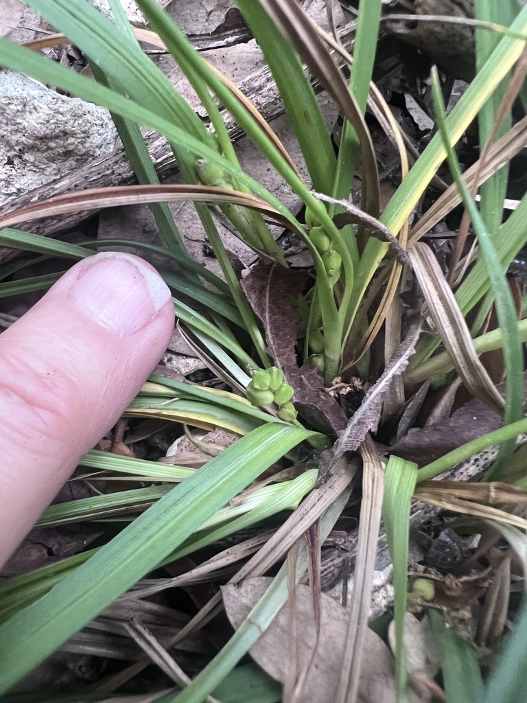 Carex edwardsiana (Boerne Area Plants) · iNaturalist Mexico