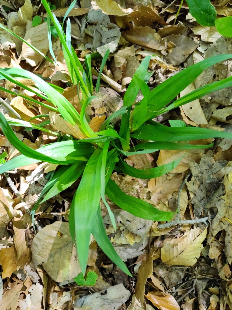 White Bear Sedge from Iroquois Park, Louisville, KY, USA on April 26 ...