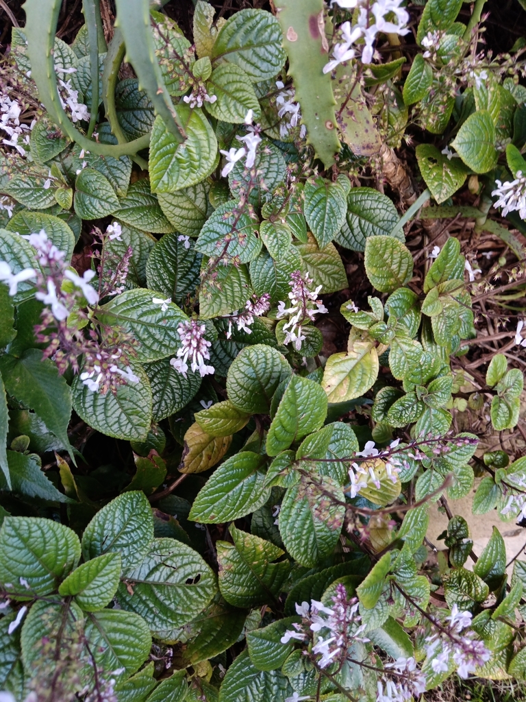 Speckled spur-flower from Hermanus, 7200, South Africa on April 26 ...