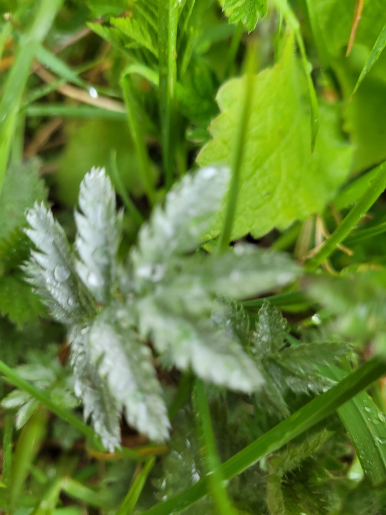 common silverweed from York YO19 5NY, UK on April 26, 2024 at 10:12 AM ...