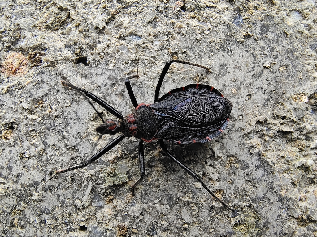 Rhynocoris incertis from Yichun, CN-JX, CN on April 26, 2024 at 02:53 ...