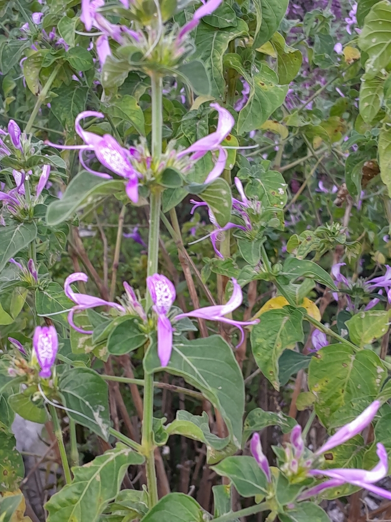 Ribbon Bush from Hermanus, 7200, South Africa on April 26, 2024 at 05: ...