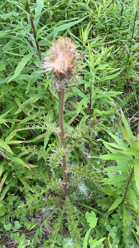 bristle thistle from Houston on April 26, 2024 at 10:31 AM by Stephen ...