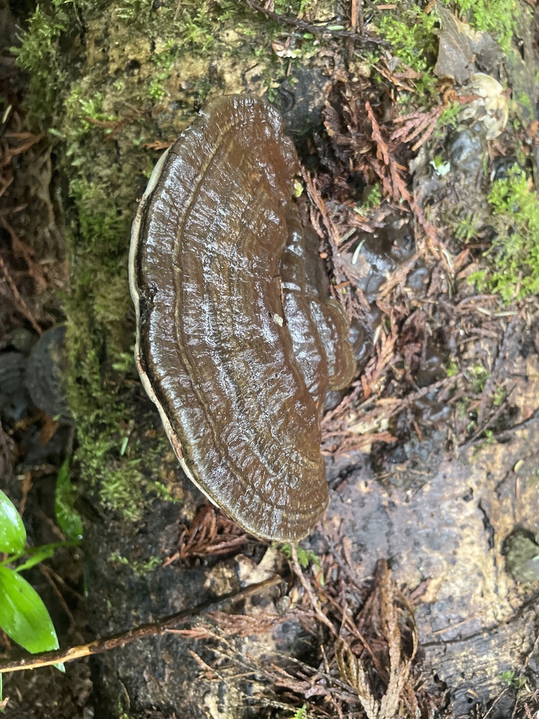West Coast Reishi from 186th Ave E, Bonney Lake, WA, US on April 26 ...