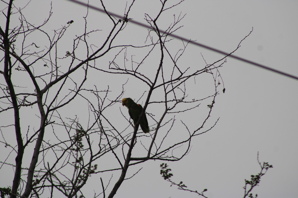 Yellow-headed Parrot in April 2024 by practamuin · iNaturalist