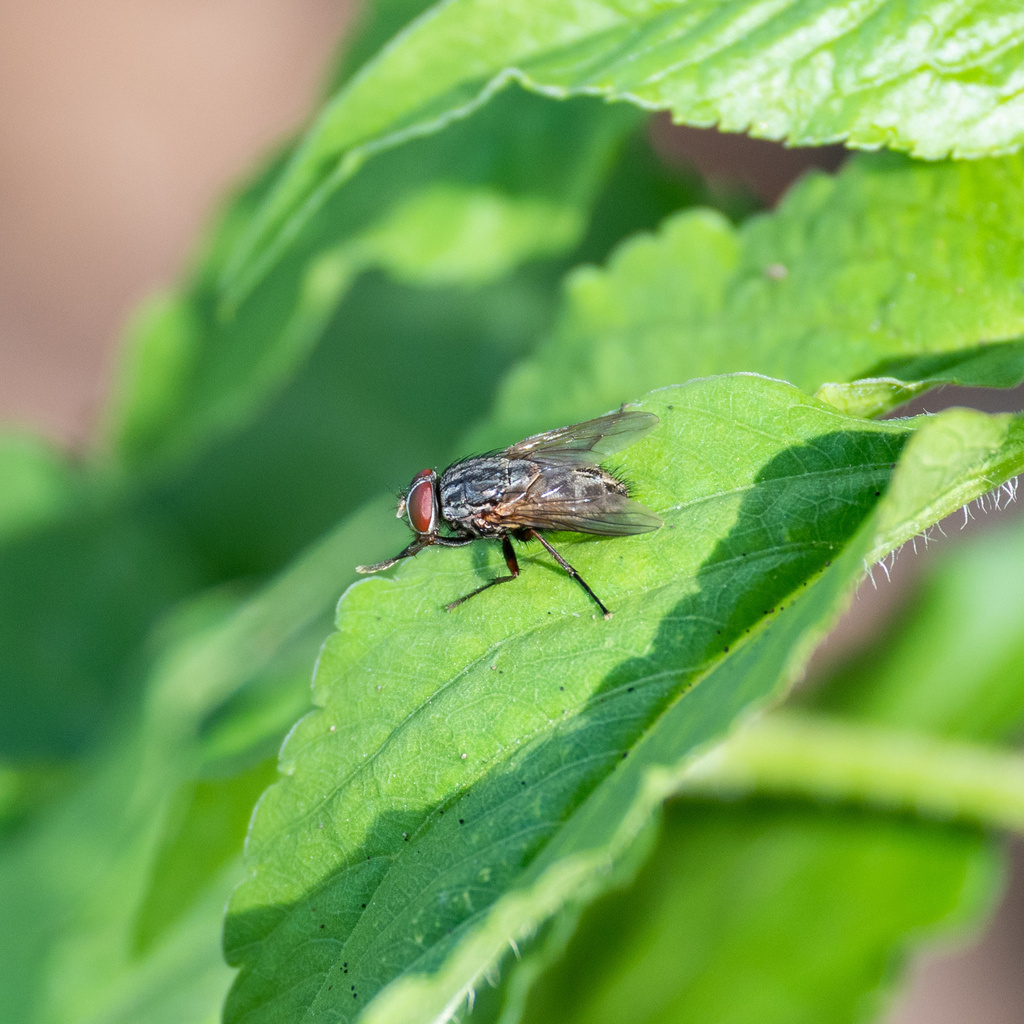 False Stable Fly from 新店, 福州市, 福建省, CN on April 26, 2024 at 03:28 PM by ...