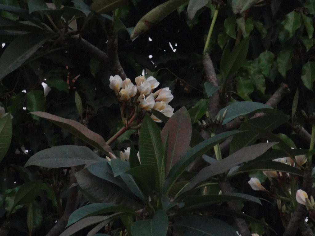 Frangipani trees from Bajrakabati, Cuttack, Odisha, India on April 26 ...