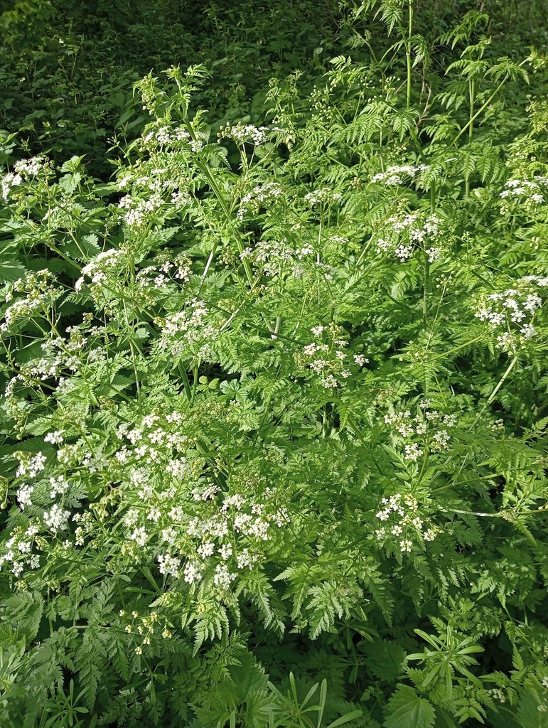 Cow Parsley from Tang Hall, York YO31, UK on April 26, 2024 at 04:46 PM ...