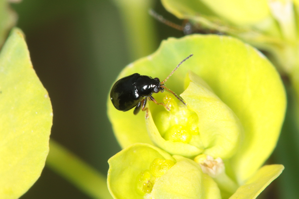 Skeletonizing Leaf and Flea Beetles from Neudorf-Weimershof Luxembourg ...