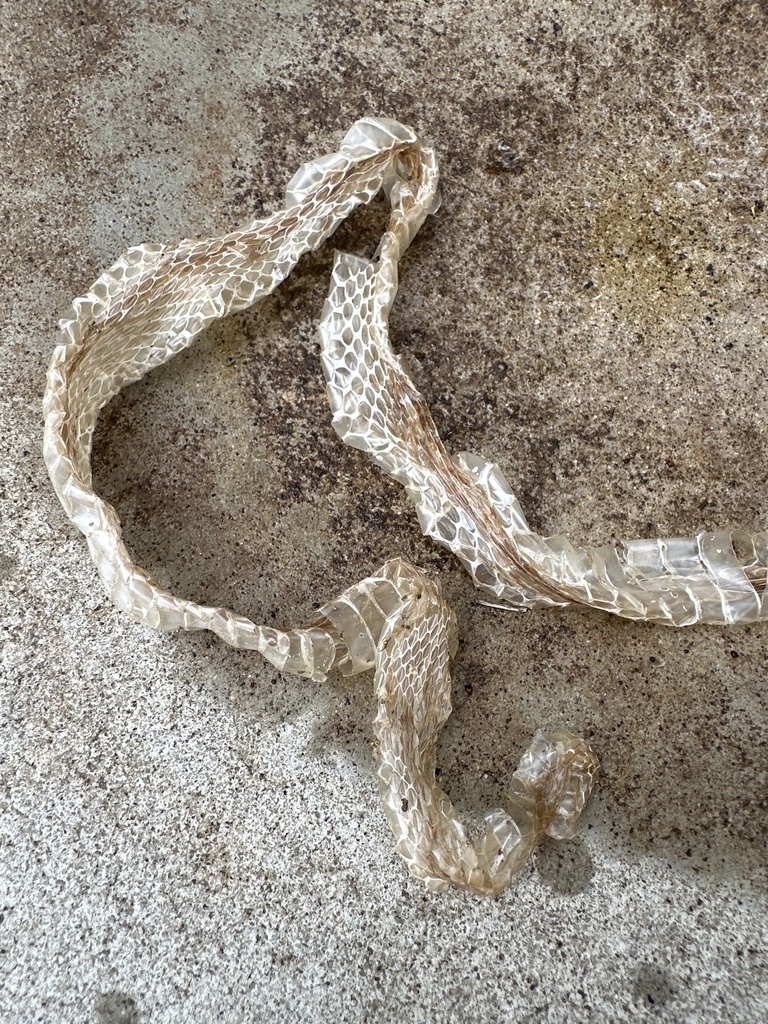 Colubrid Snakes from Breathless View St, San Antonio, TX, US on April ...