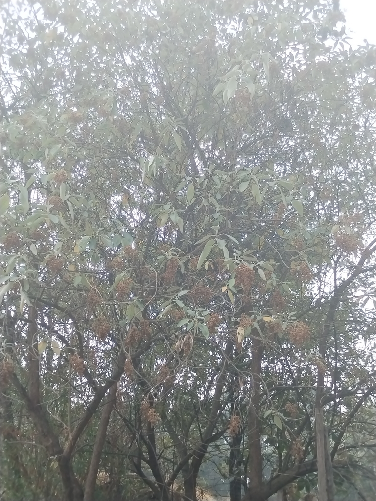 Buddleja crotonoides from Distrito Federal, MX on April 26, 2024 at 09: ...