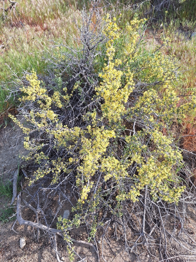 Antelope Bitterbrush from Boise, ID 83702, USA on April 26, 2024 at 09: ...