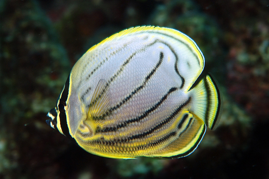 Meyer's × Reticulate Butterflyfish (Chaetodon meyeri × reticulatus ...