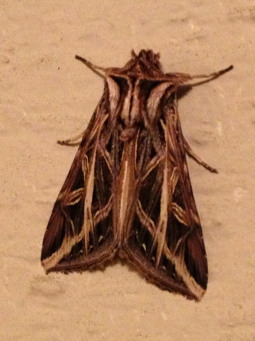 Girdler Moth (Animals of the Lower Mainland) · iNaturalist