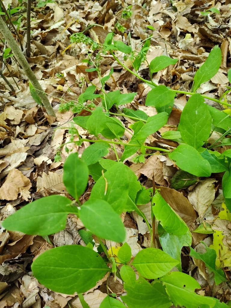 Virginia bluebells from Iroquois Park, Louisville, KY, USA on April 26 ...