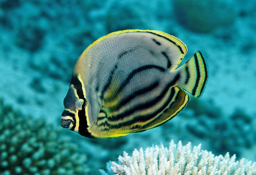 Hybrid Chaetodon meyeri × reticulatus · iNaturalist