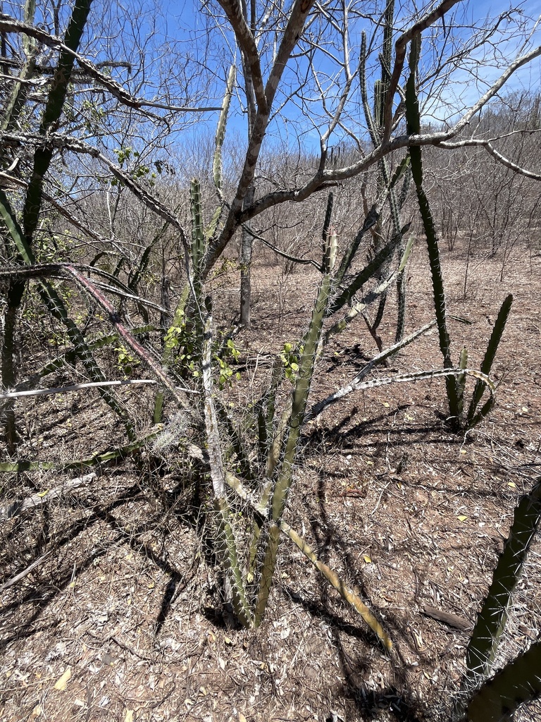 Octopus Cactus in April 2024 by Yamel Rubio Rocha · iNaturalist