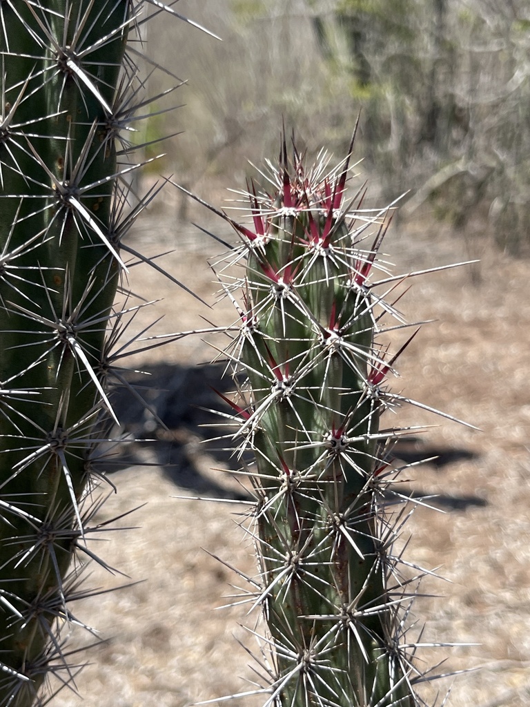 Octopus Cactus in April 2024 by Yamel Rubio Rocha · iNaturalist