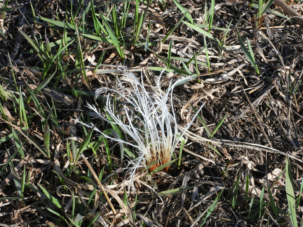 Pterula from Fairways West, Regina, SK, Canada on April 26, 2024 at 08: ...