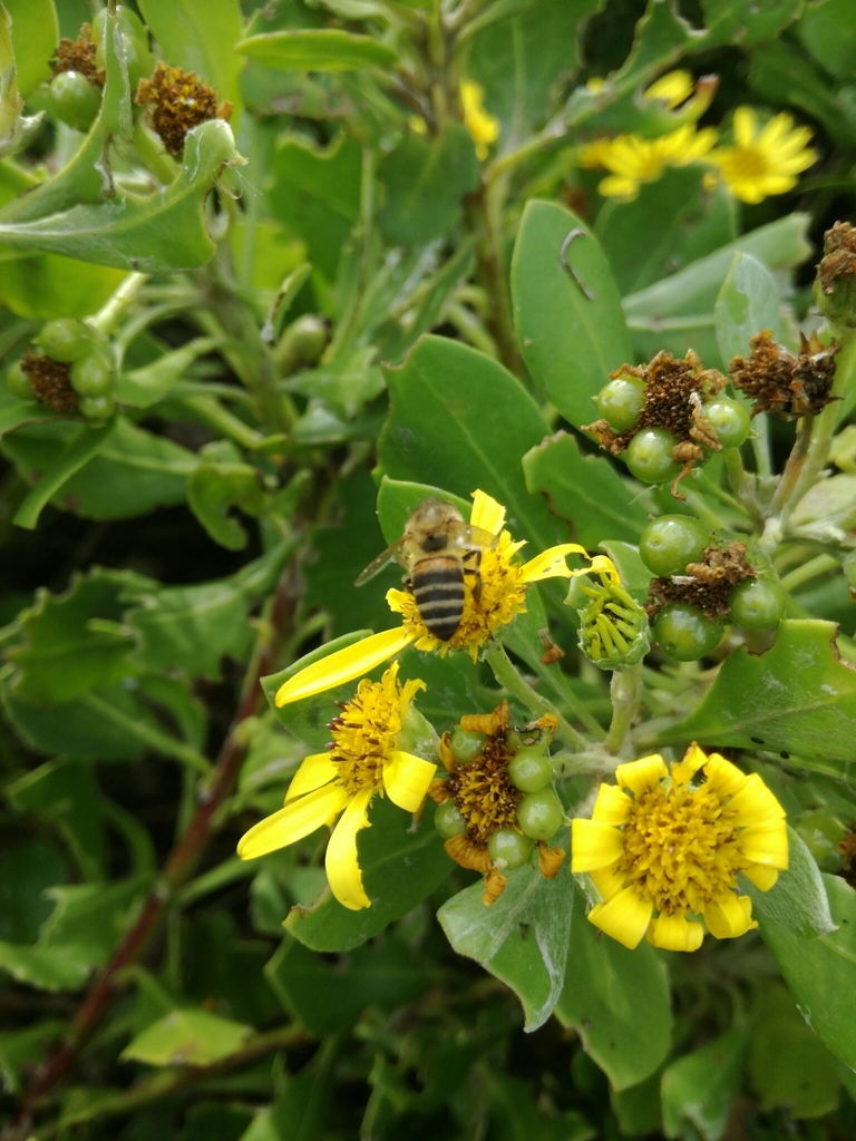 Cape Honeybee (Apis mellifera capensis) | Beesource Beekeeping Forums