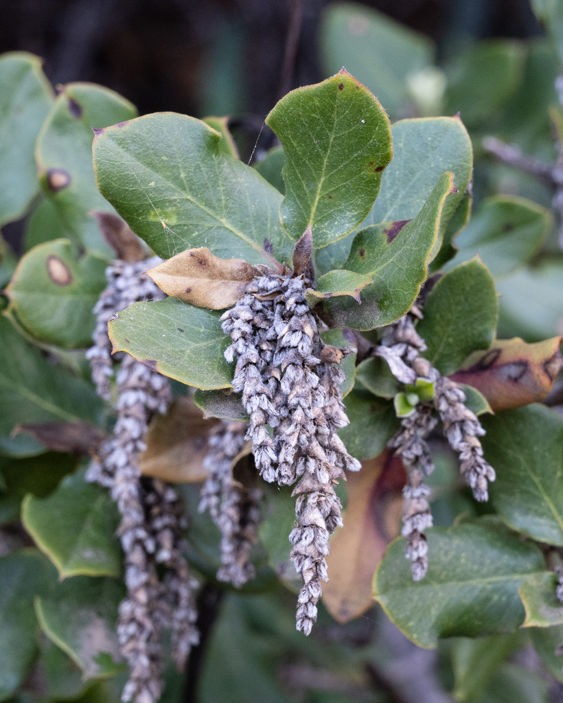 Coast silk tassel from Santa Clara County, CA, USA on April 25, 2024 at ...