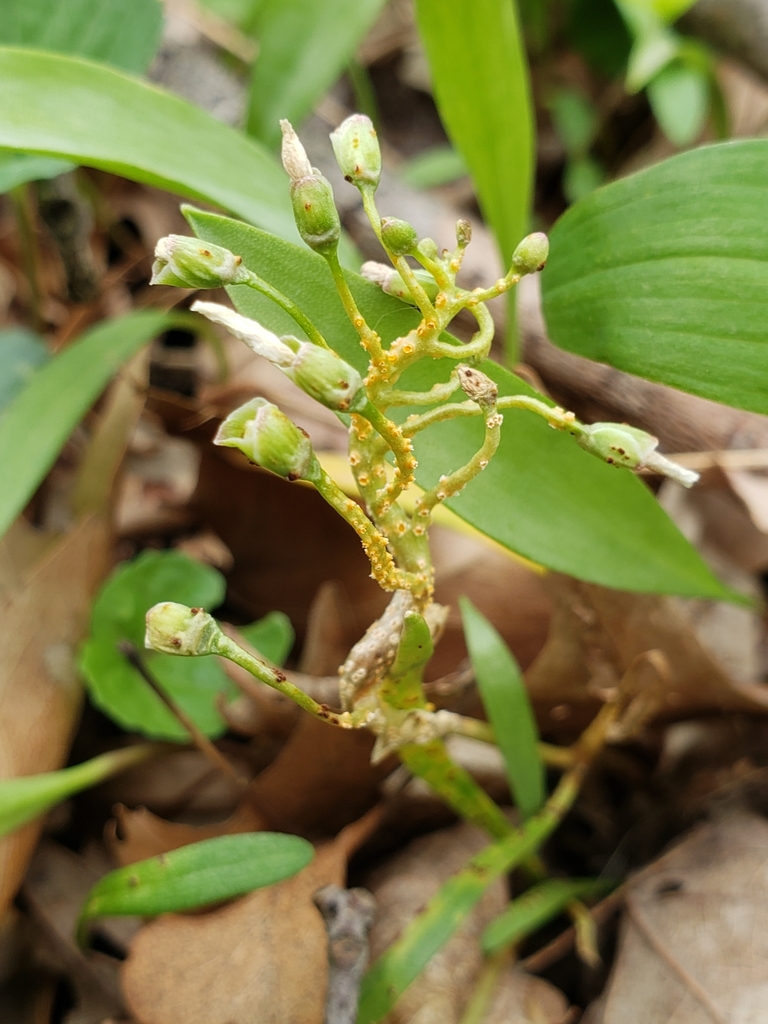 spring beauty rust from Batavia Township, IL, USA on April 26, 2024 at ...